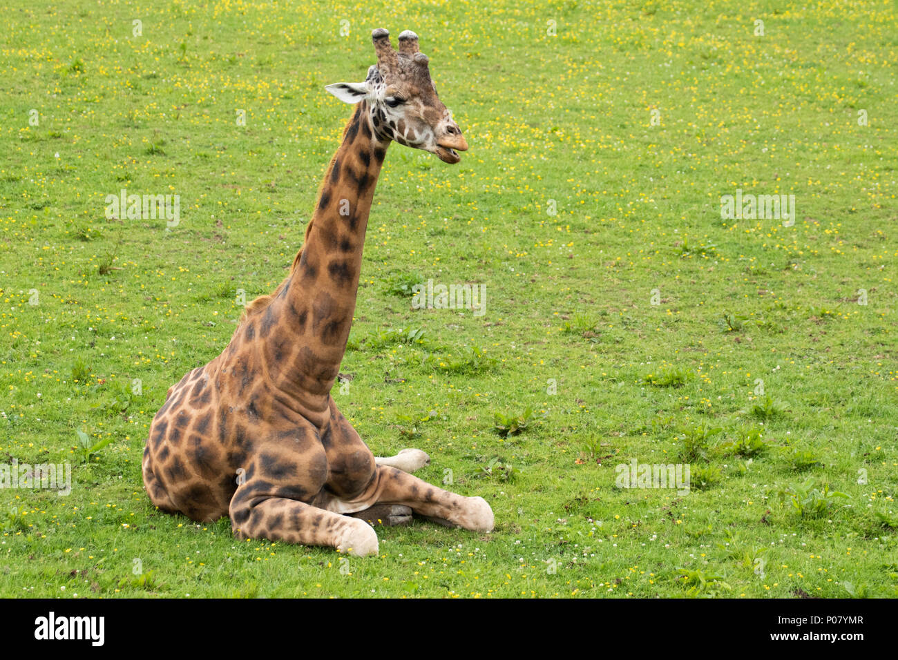 Folly farm zoo wales hi-res stock photography and images - Alamy