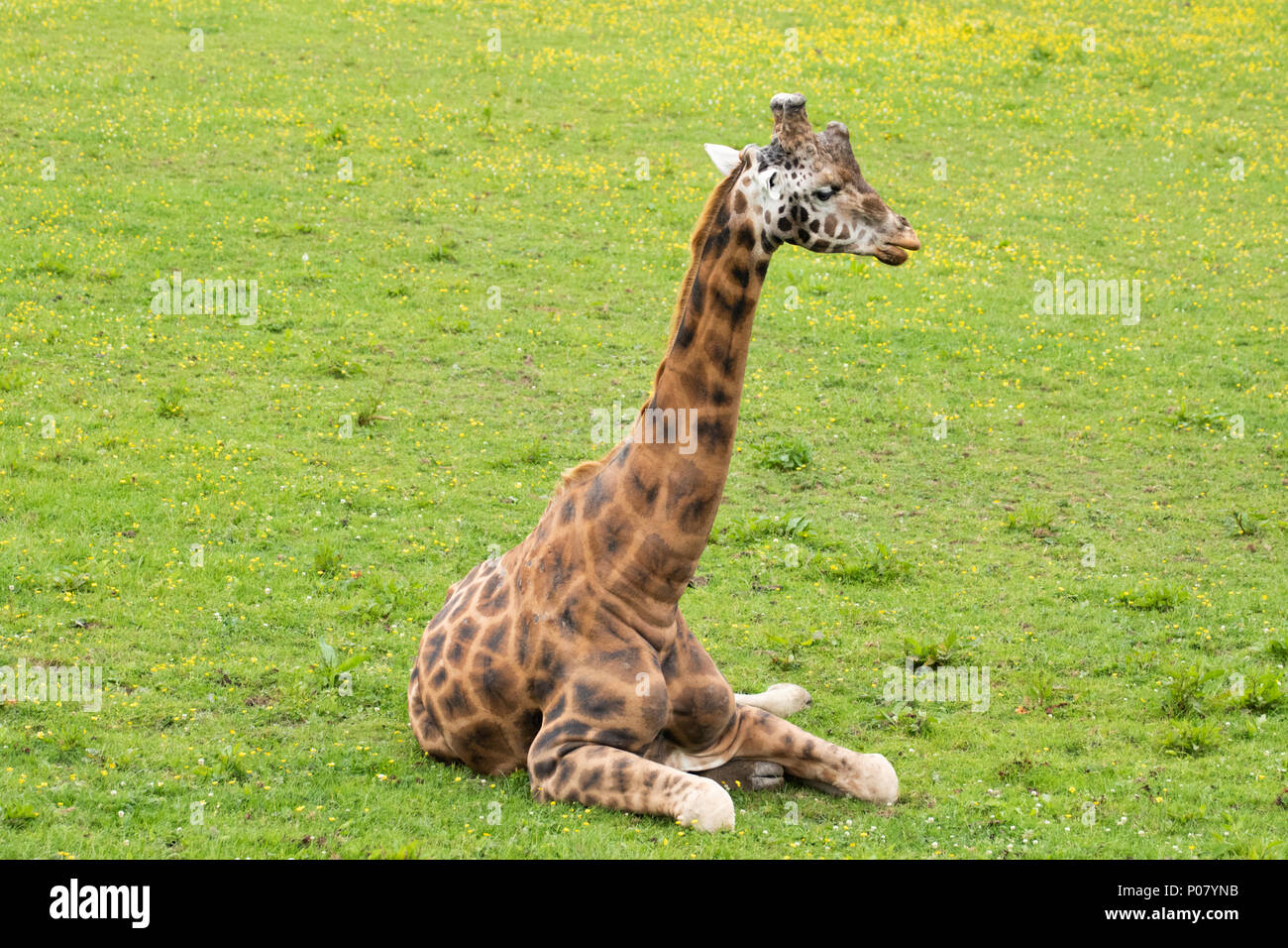 A Giraffe at Folly Farm, Pembrokeshire, UK Stock Photo - Alamy