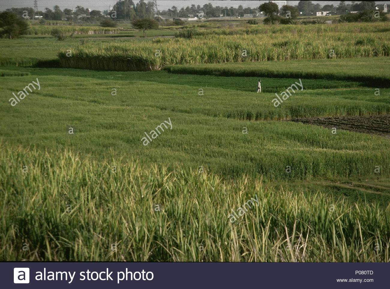 River Nile Agricultural Irrigation Stock Photos & River Nile ...