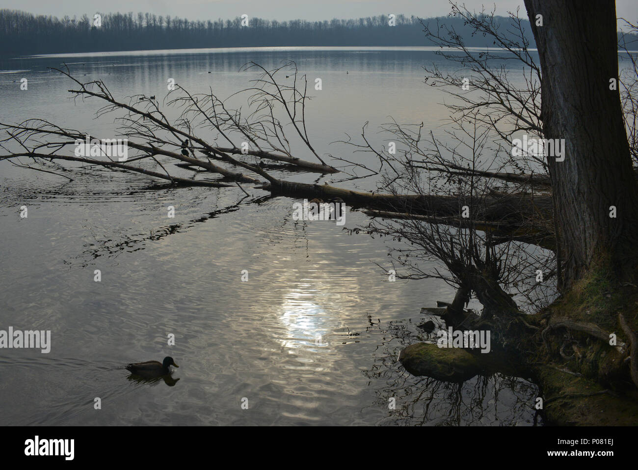 Lake in the backlight with duck Stock Photo - Alamy