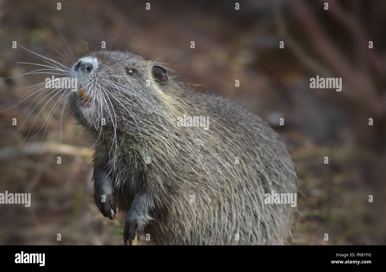 Nutria in wildlife Stock Photo - Alamy