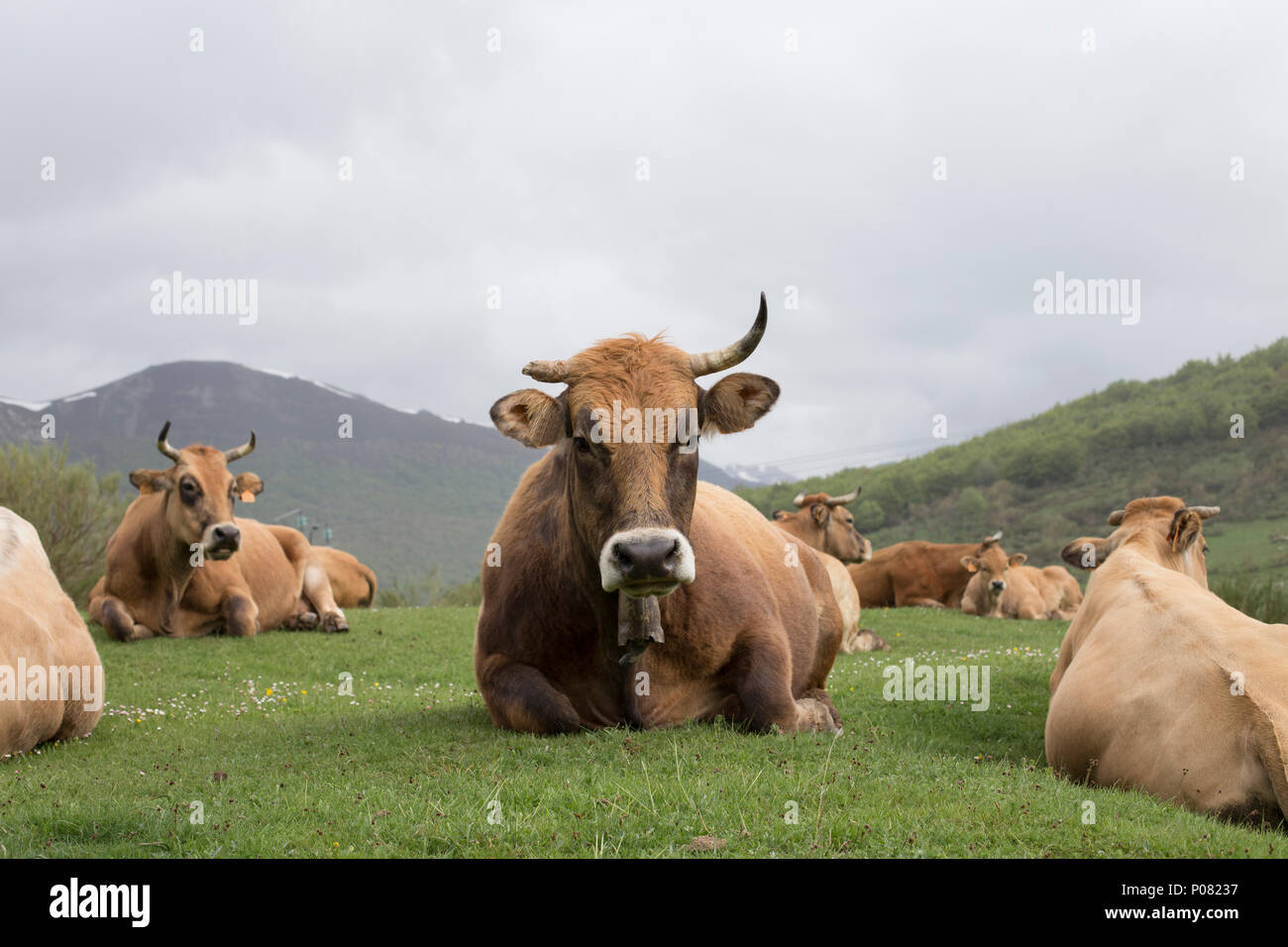 Cow without a horn Stock Photo - Alamy