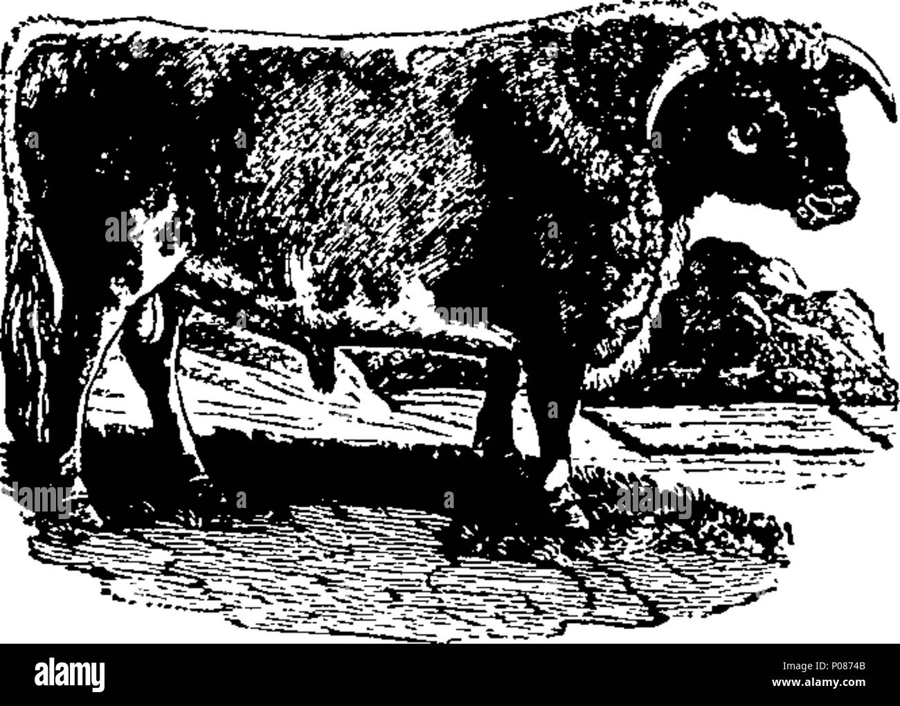 . English: Fleuron from book: A general history of quadrupeds. The ...