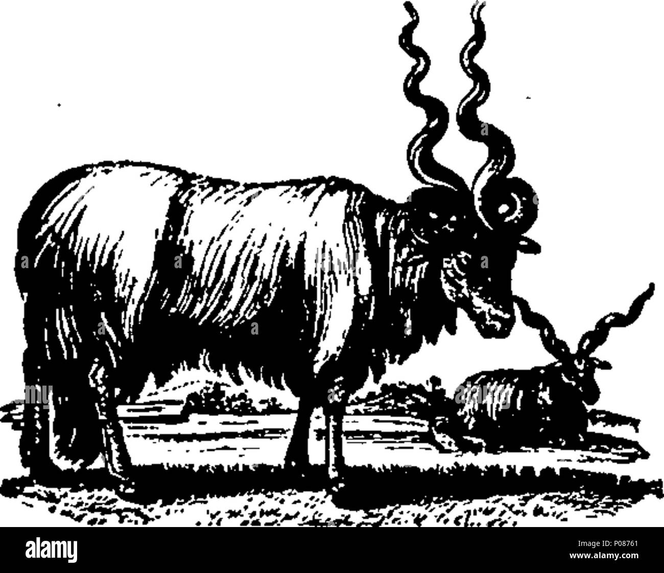 Work features natural history Black and White Stock Photos & Images - Alamy