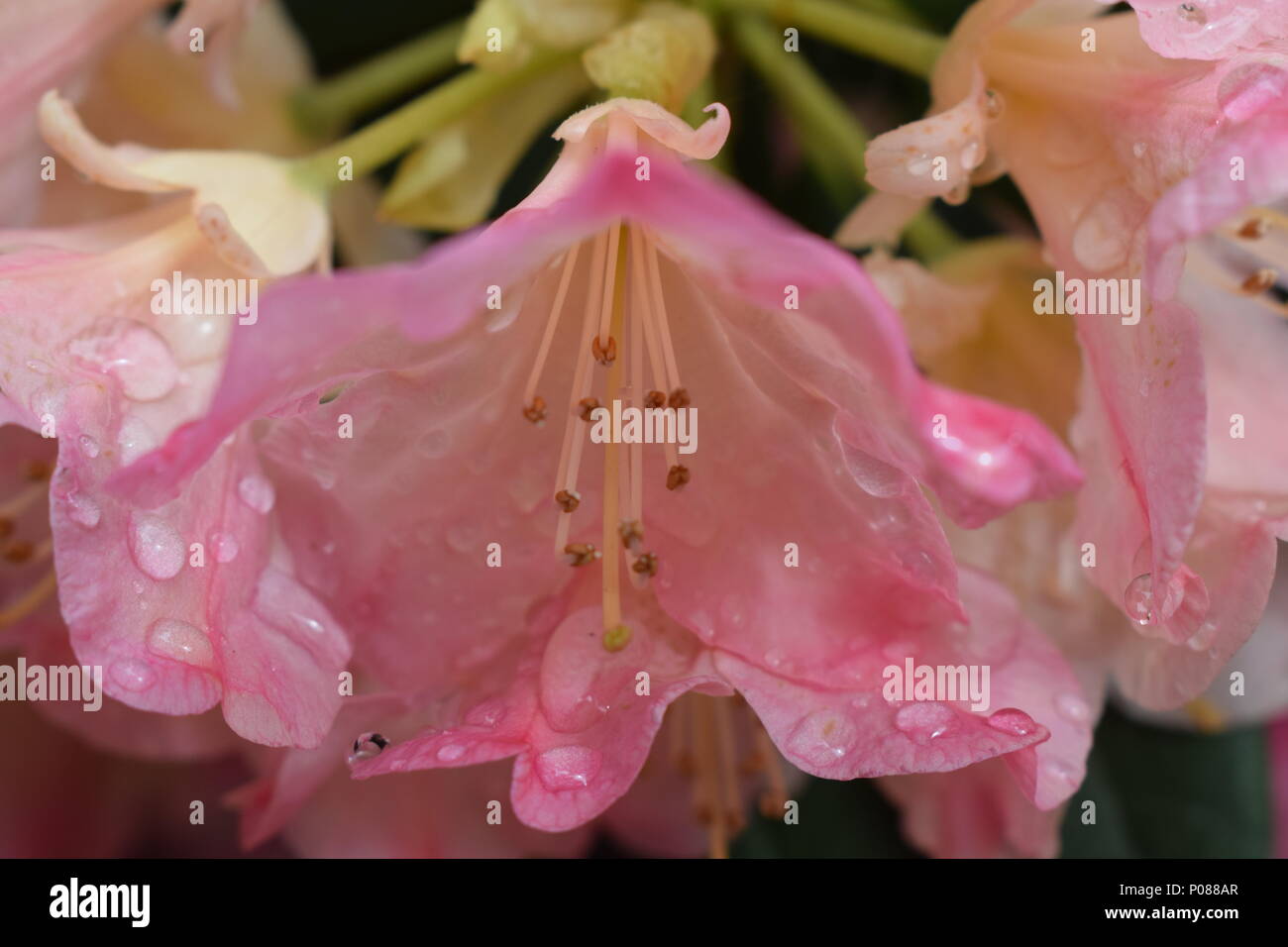 Spring Flower Photography Stock Photo - Alamy