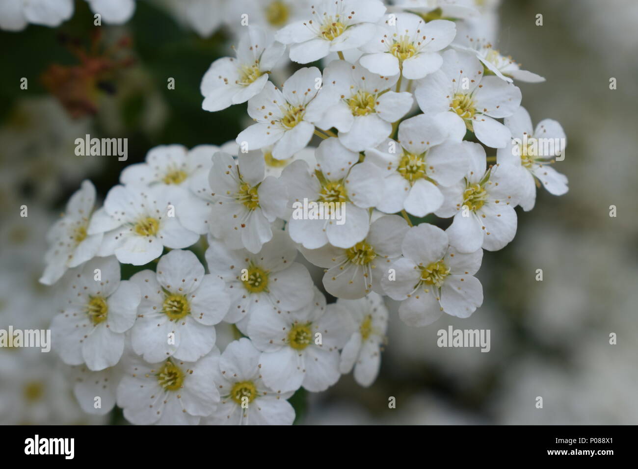 Spring Flower Photography Stock Photo - Alamy