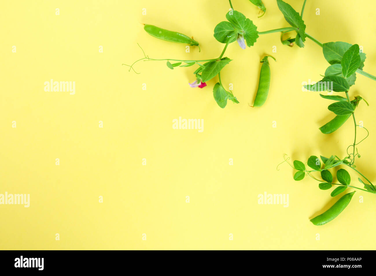 Peas, pods, leaves and pea flowers on a light pastel background. Floral ...