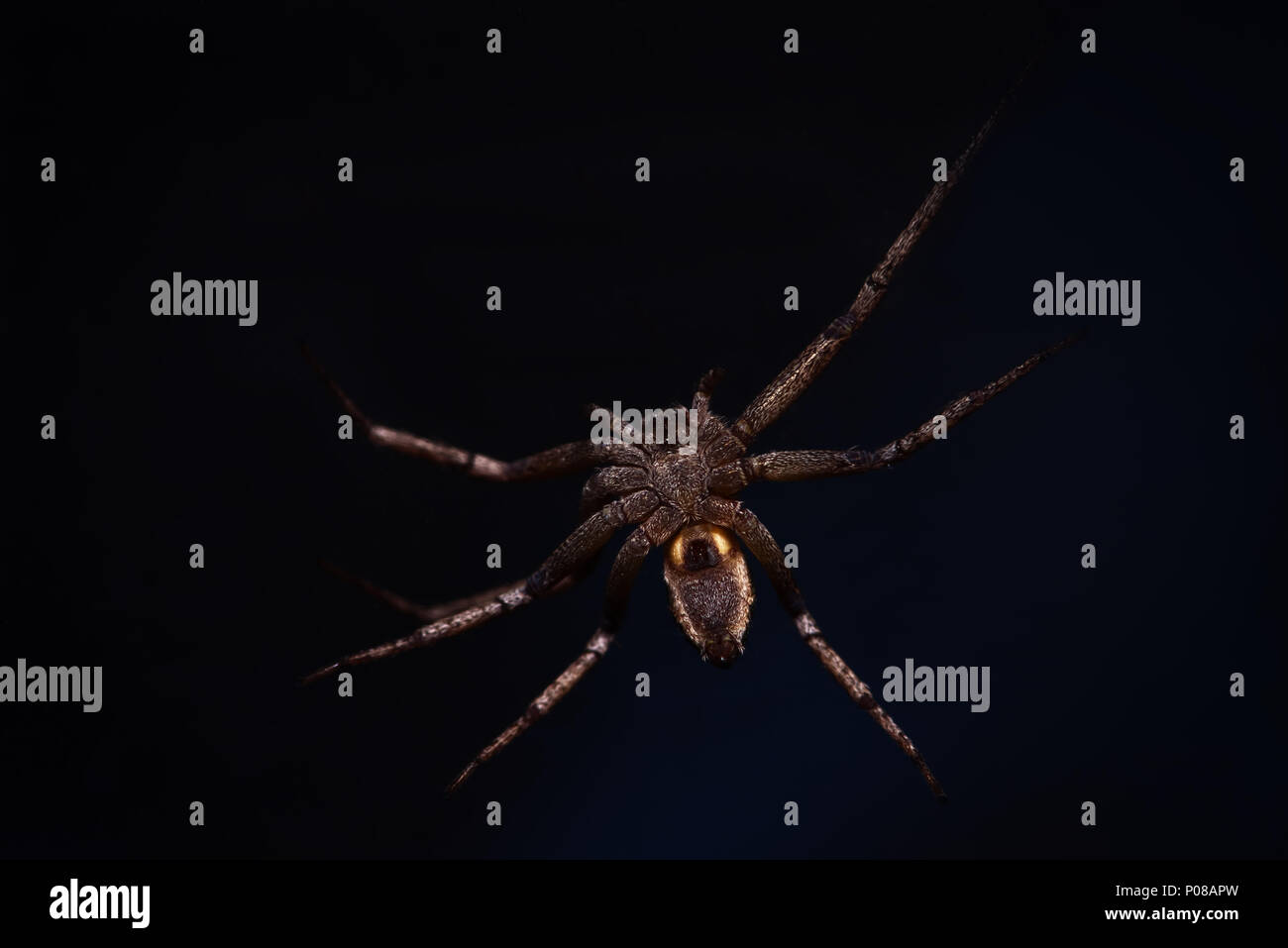 Species of spider hi-res stock photography and images - Alamy
