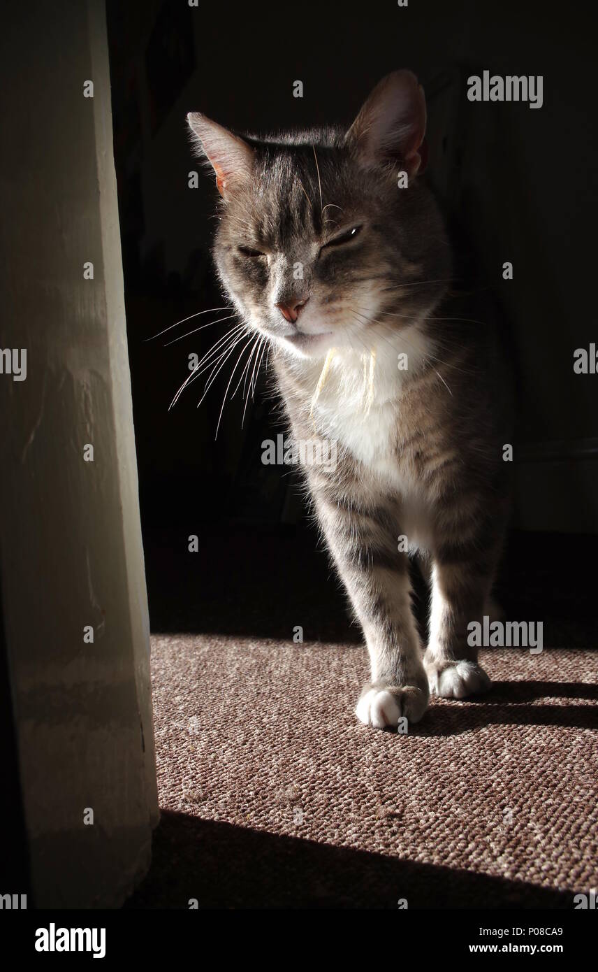 Tabby cat in doorway Stock Photo - Alamy