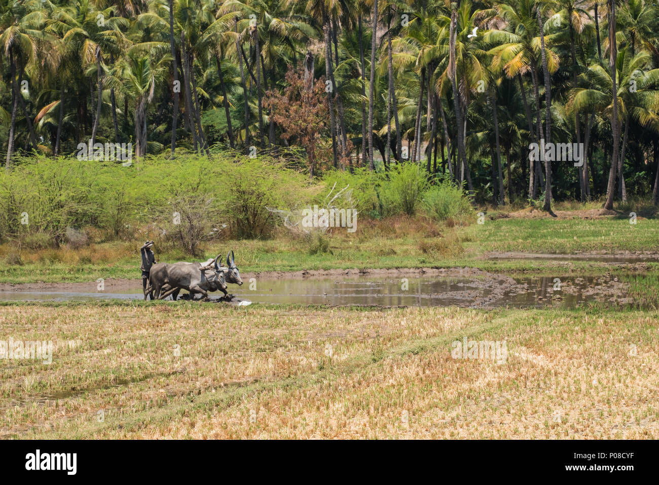 Traditional indian farming methods hi-res stock photography and images ...