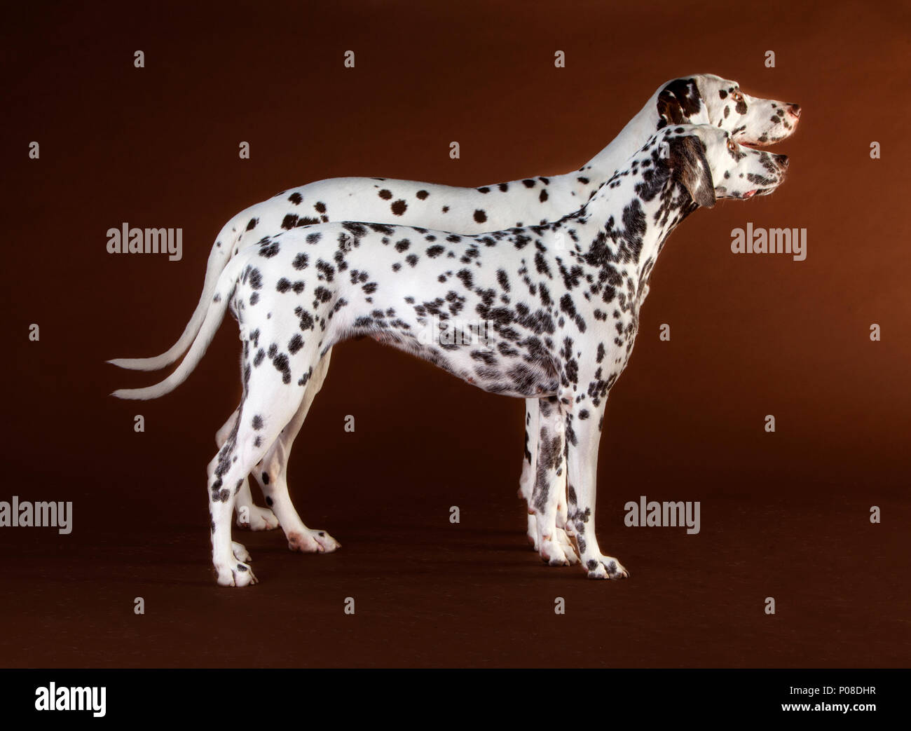 Are Male Or Female Dalmatians Better
