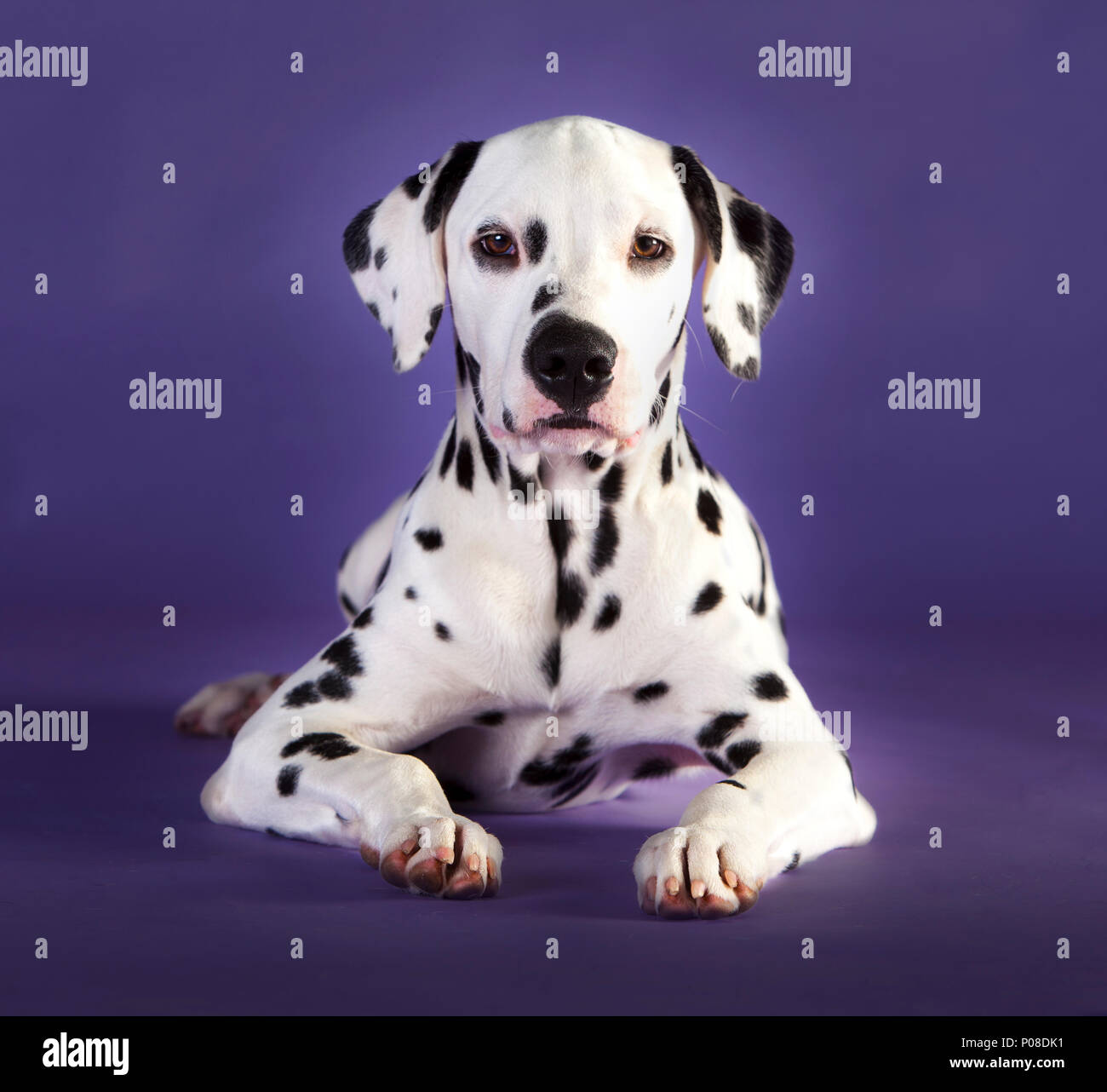 Female dalmatian hi-res stock photography and images - Alamy