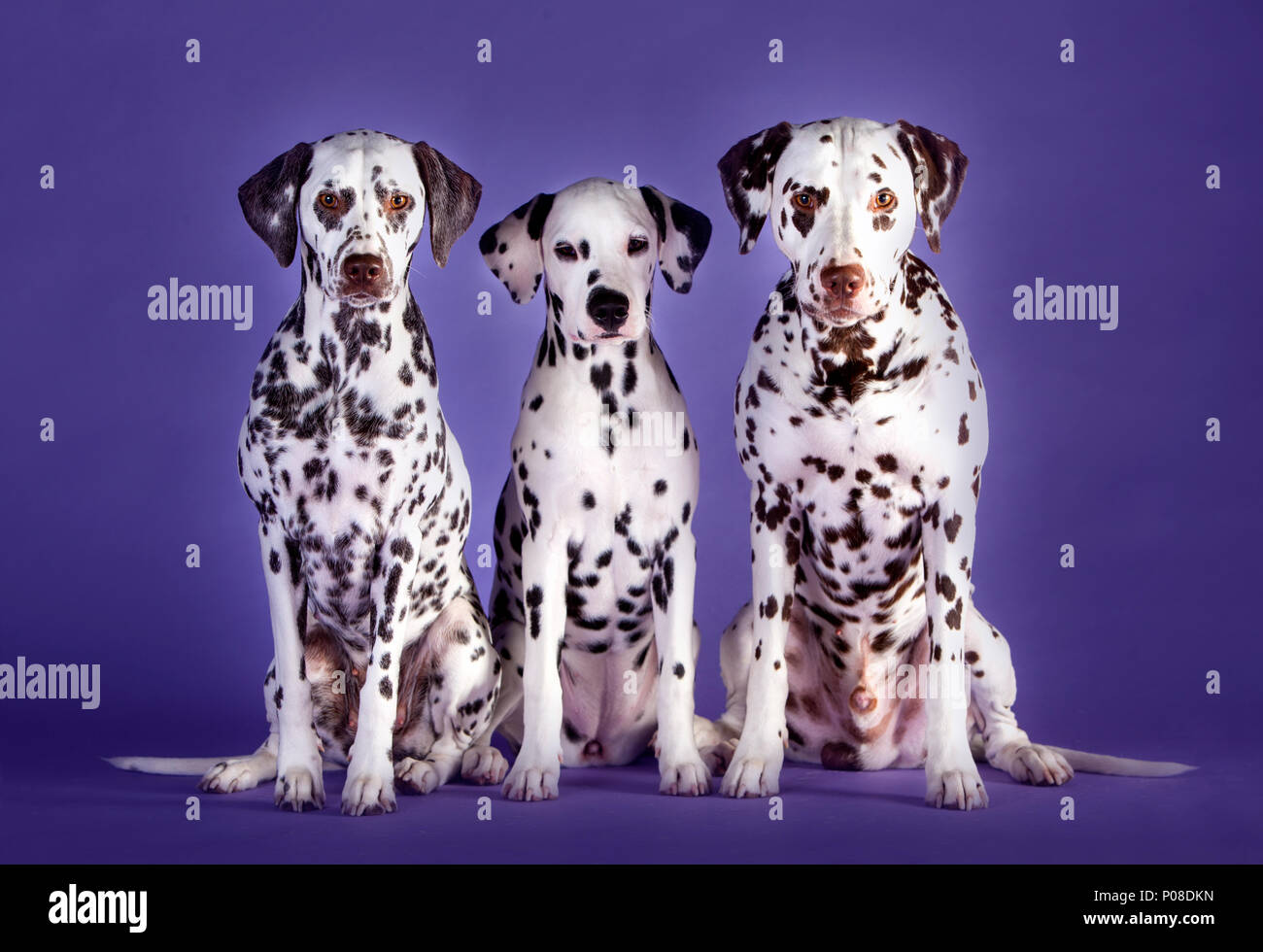 Various dog breed hi-res stock photography and images - Alamy