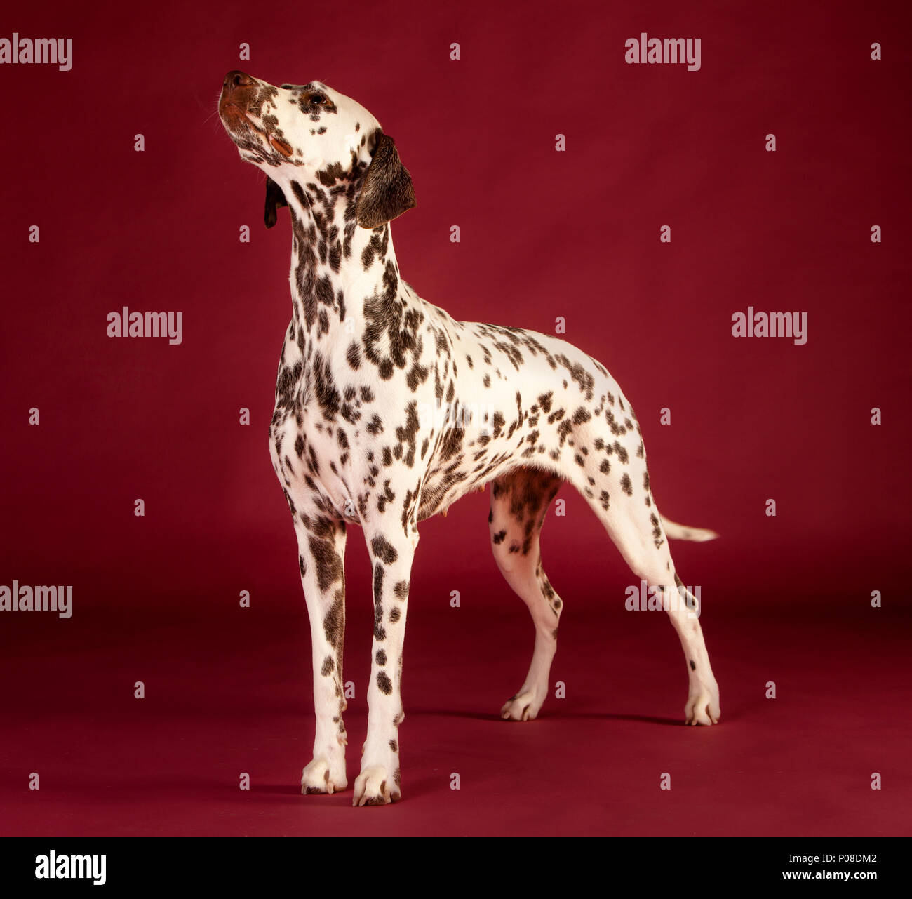 Female dalmatian hi-res stock photography and images - Alamy