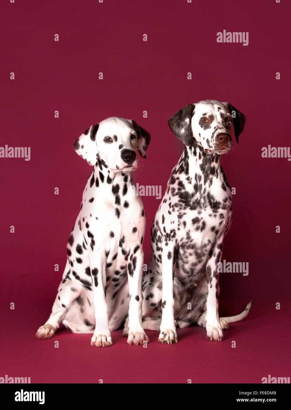 Couple of dalmatian dog in studio with red background Stock Photo - Alamy