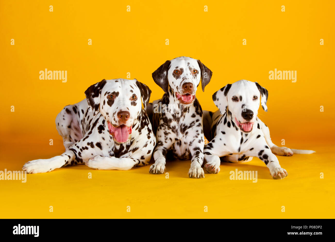 tree dalmatians dogs laying in a yellow background Stock Photo - Alamy