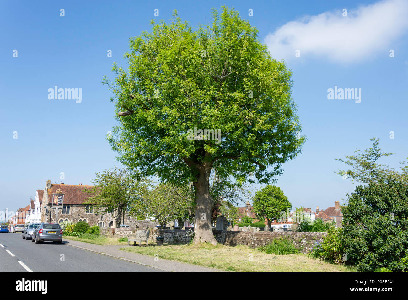 John wesleys tree hi-res stock photography and images - Alamy