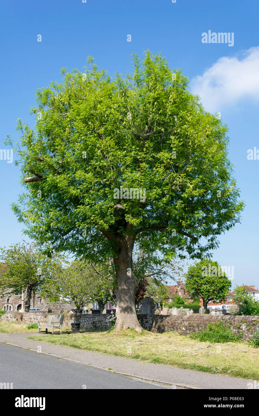 Wesley's Tree (site of John Wesley's last open air sermon in 1790 ...