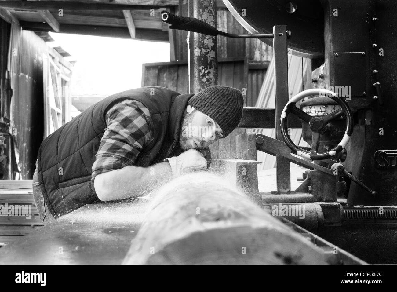 Good looking man in chequered shirt pushes log through band saw in wood ...