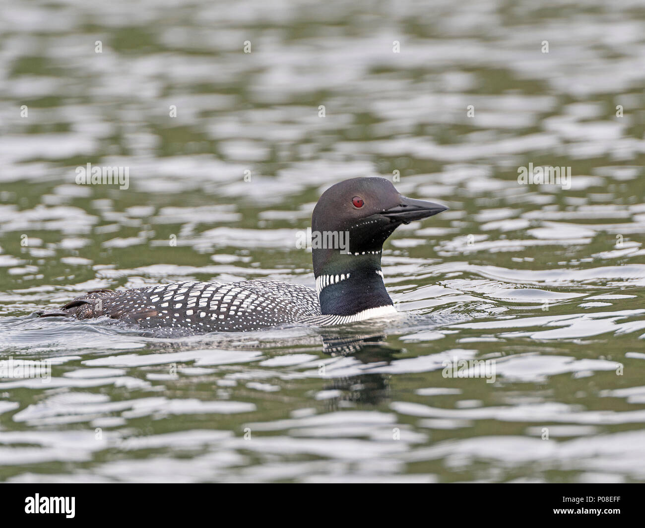 Common Loon on Ottertrack Lake in the Boundary Waters Canoe Area in ...