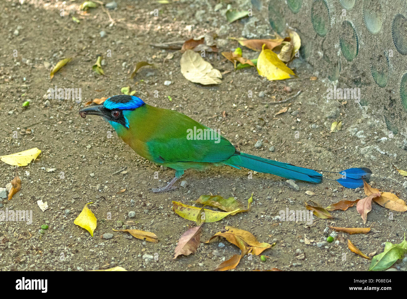 Blue Crowned Motmot Feeding on the Ground near Monteverde, Costa Rica ...