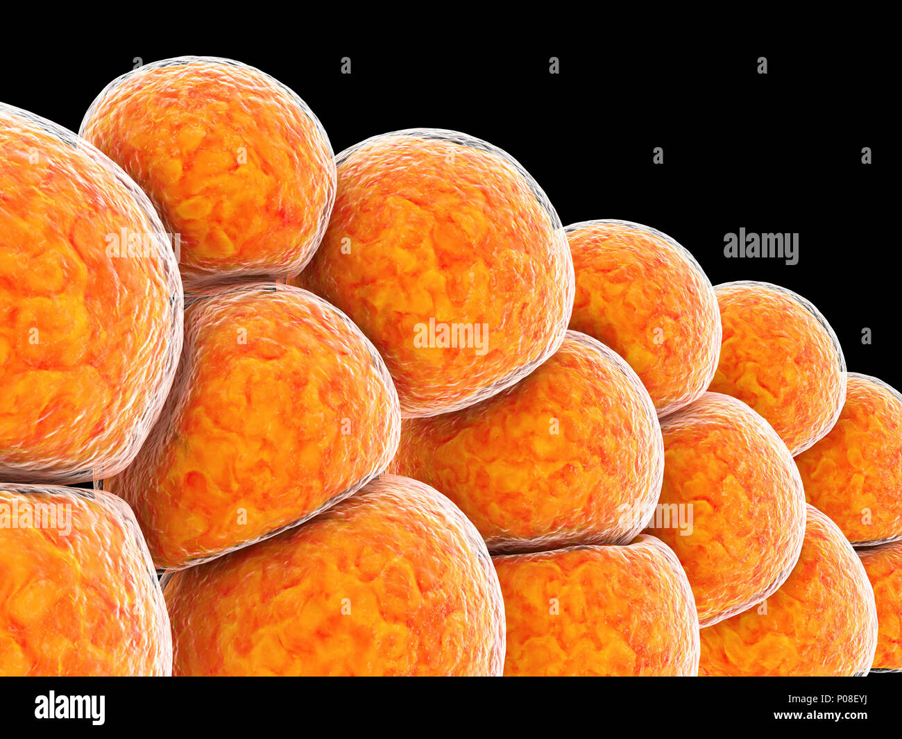3d Illustration of Fat Cells on black background Stock Photo - Alamy