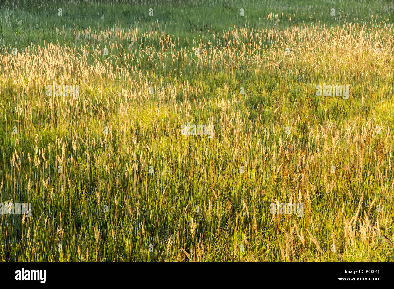 Berlin, Germany, tall grass in a meadow Stock Photo - Alamy