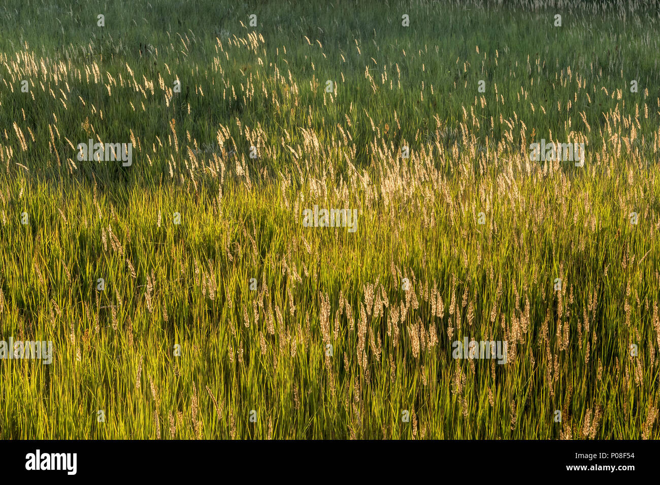 Tall grass meadow hi-res stock photography and images - Alamy