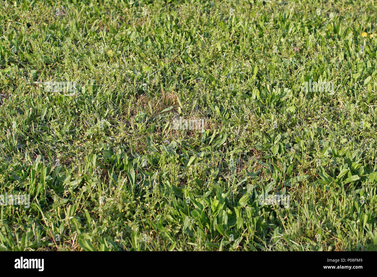 Rough cut green grass field meadow Stock Photo - Alamy