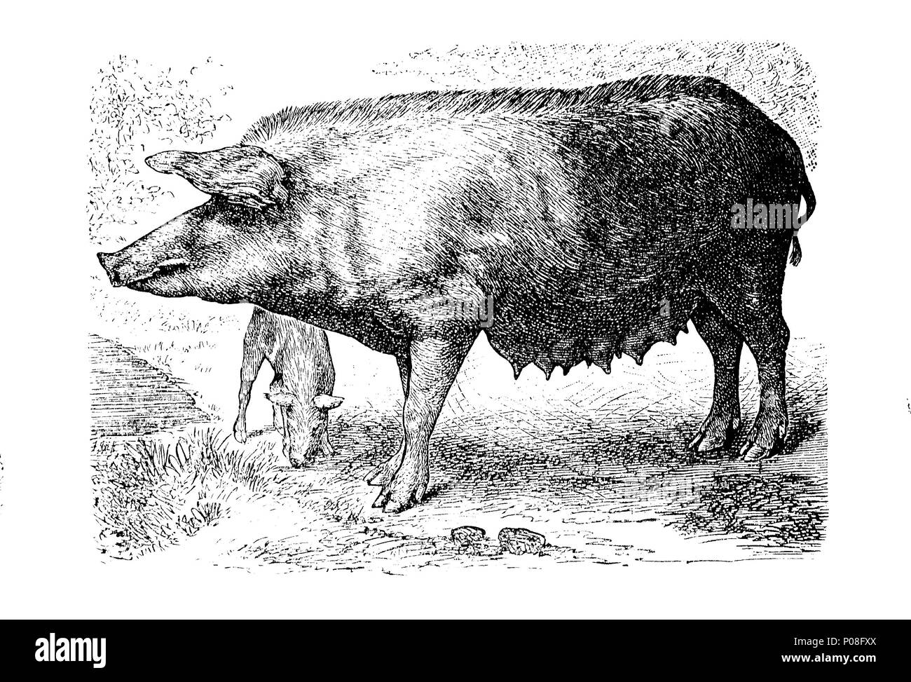 Bayerisches Landschwein, is a rare breed of domestic pig in Germany ...