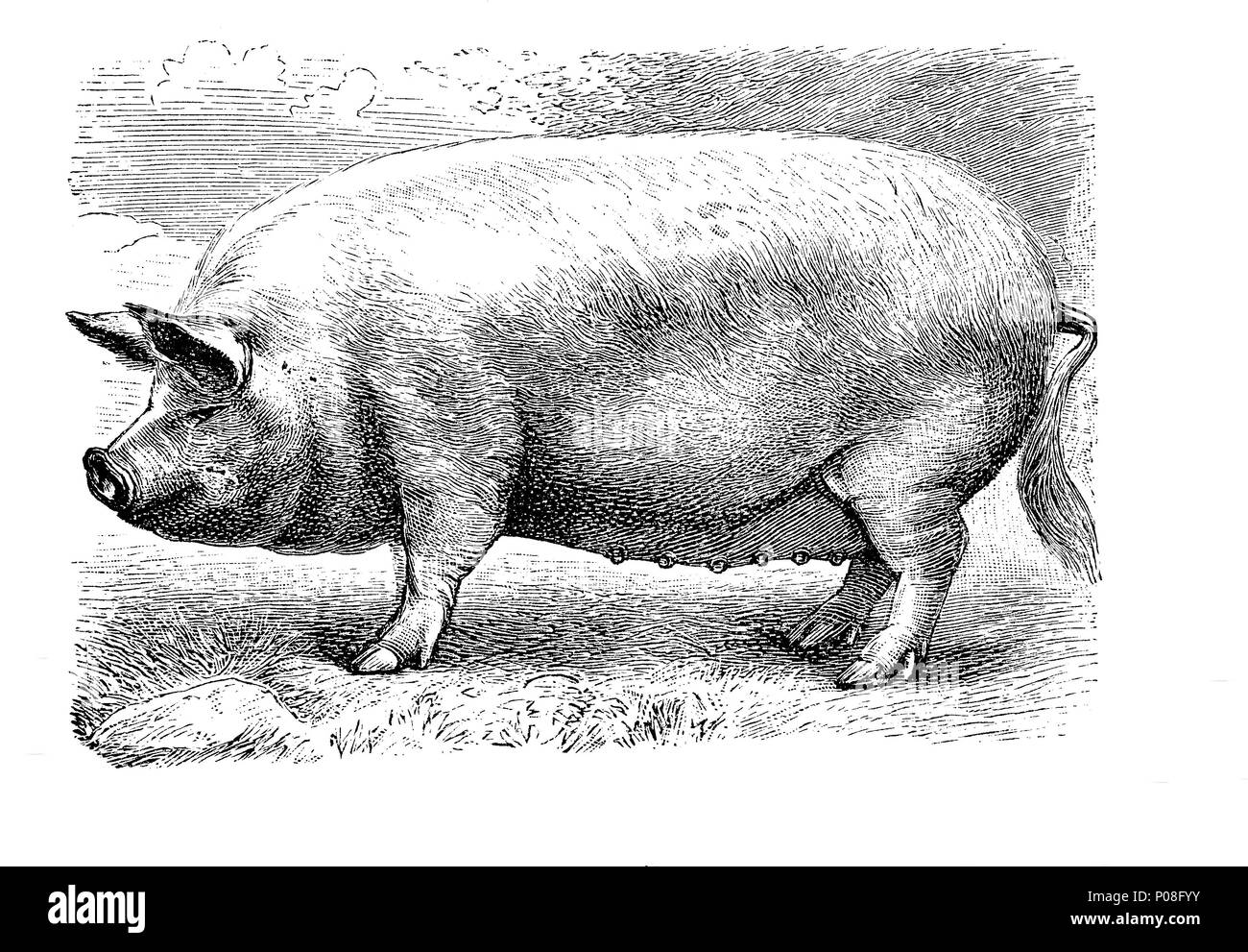 Large white yorkshire pig hi-res stock photography and images - Alamy