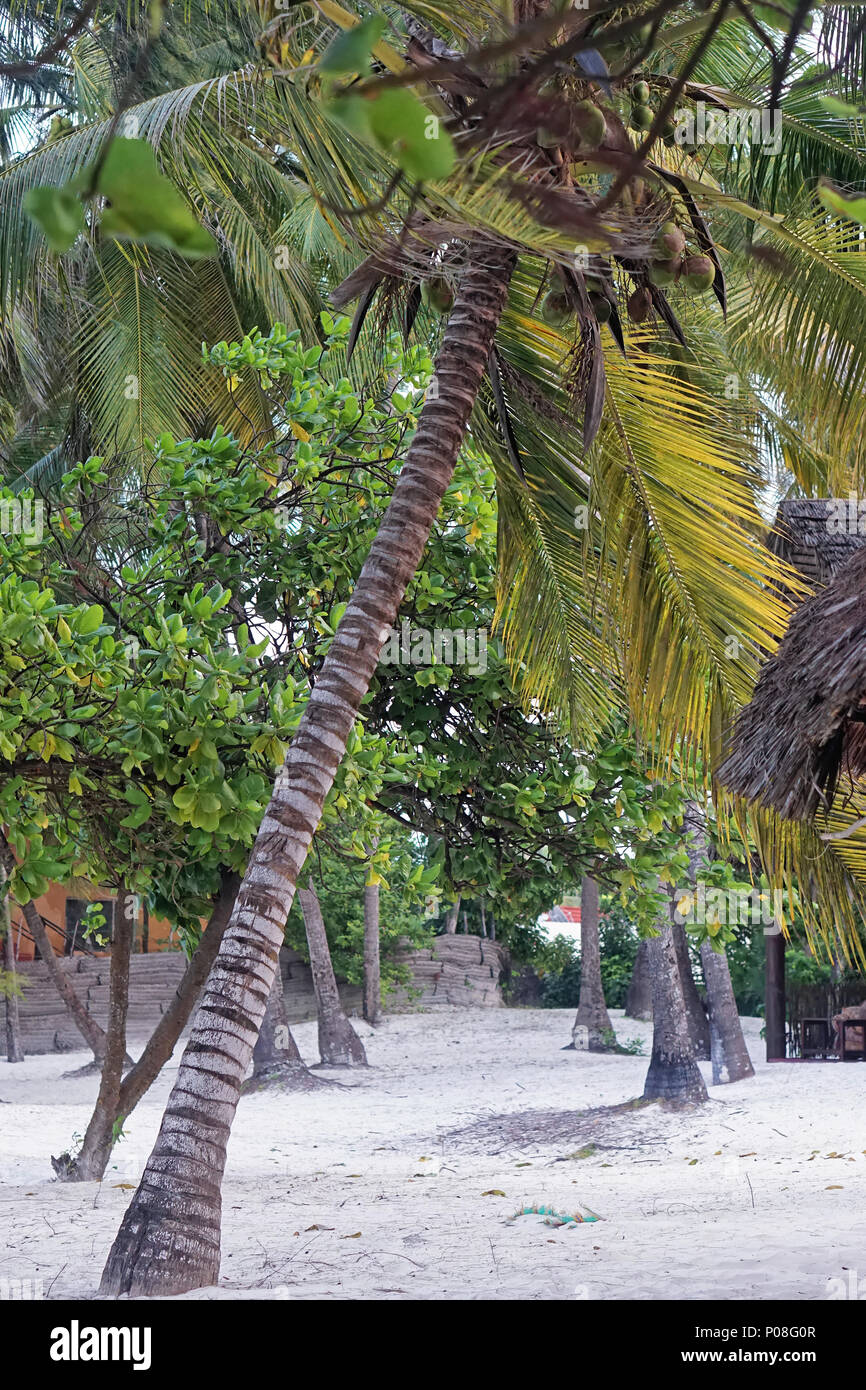 Bent palm tree hi-res stock photography and images - Alamy