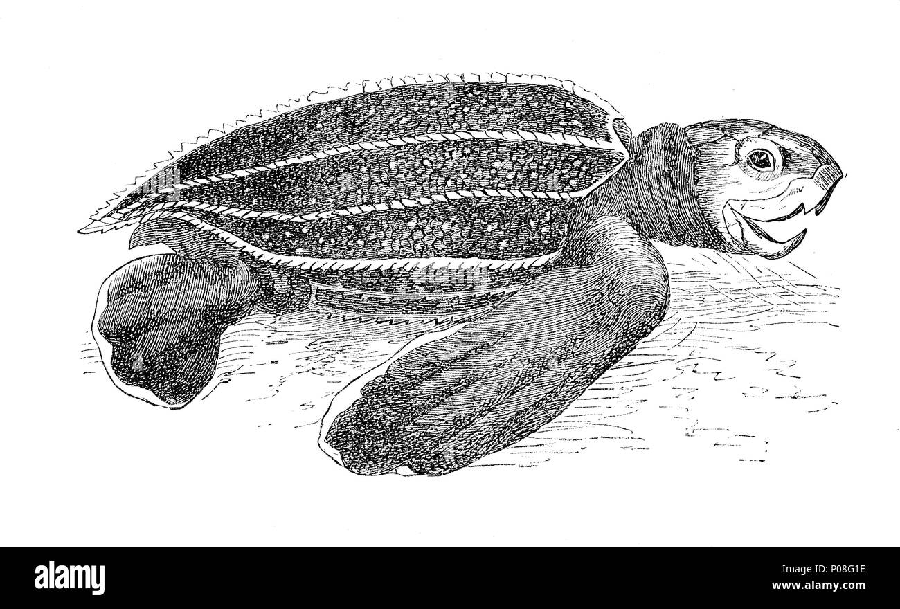 Turtle drawing Black and White Stock Photos & Images - Alamy