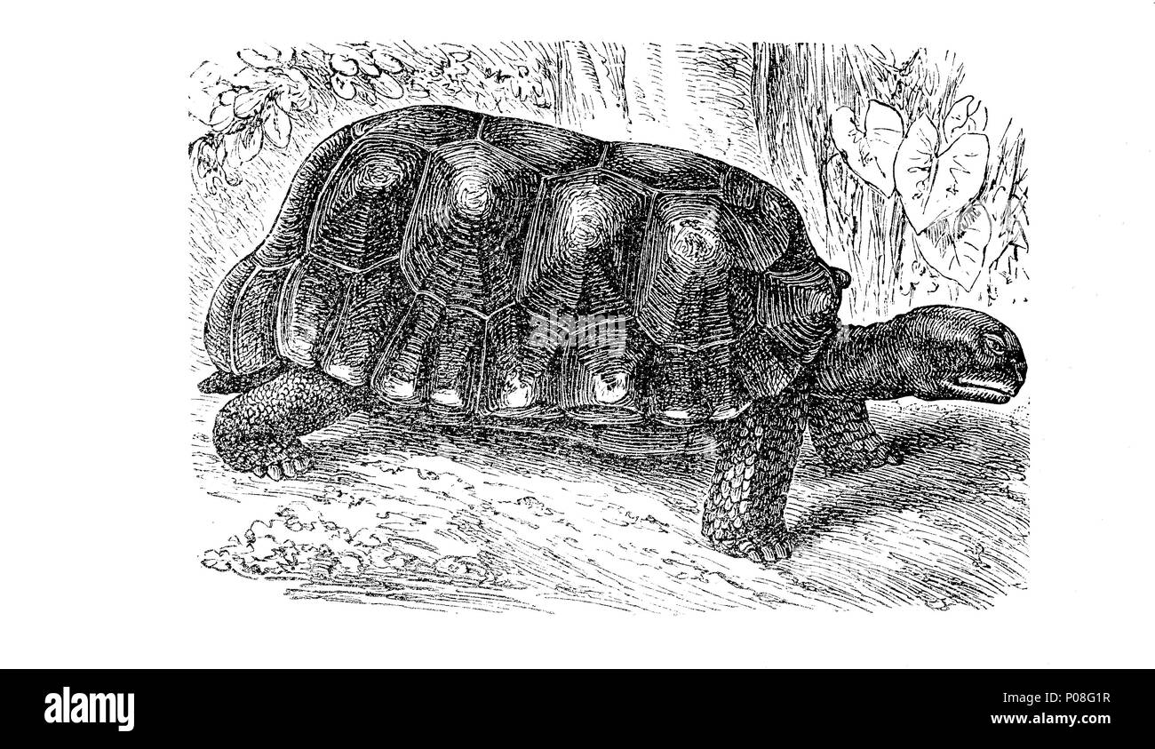 yellow-footed tortoise, Chelonoidis denticulatus, digital improved ...