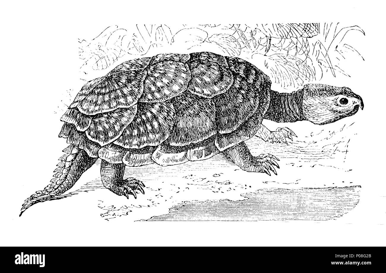 Snapping Turtle Drawing For Kids