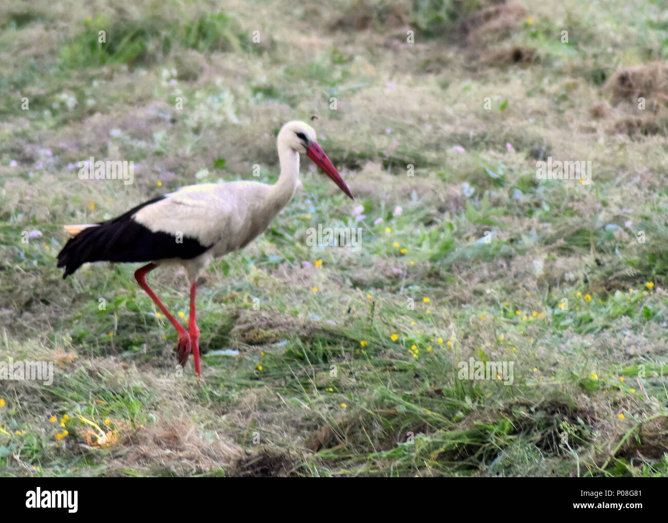 Rare stork species hi-res stock photography and images - Alamy