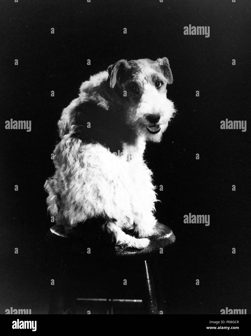 Original Film Title: THE THIN MAN. English Title: THE THIN MAN. Film ...