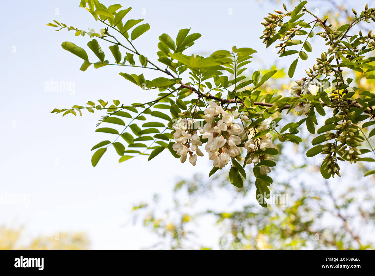 Close up picture of beautiful blooming acacia tree - organic bee honey ...