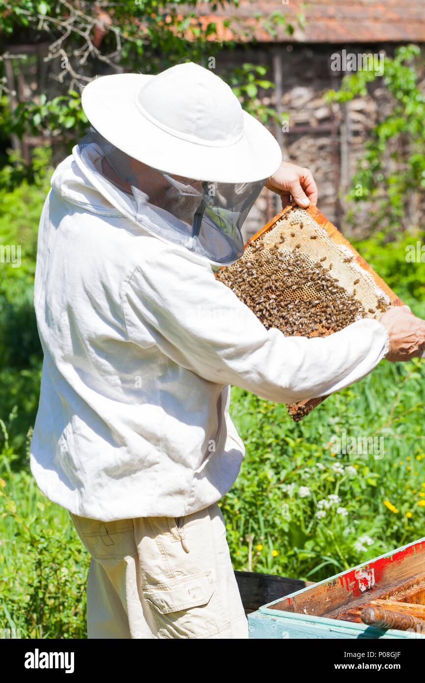 Happy bee keeping hi-res stock photography and images - Alamy