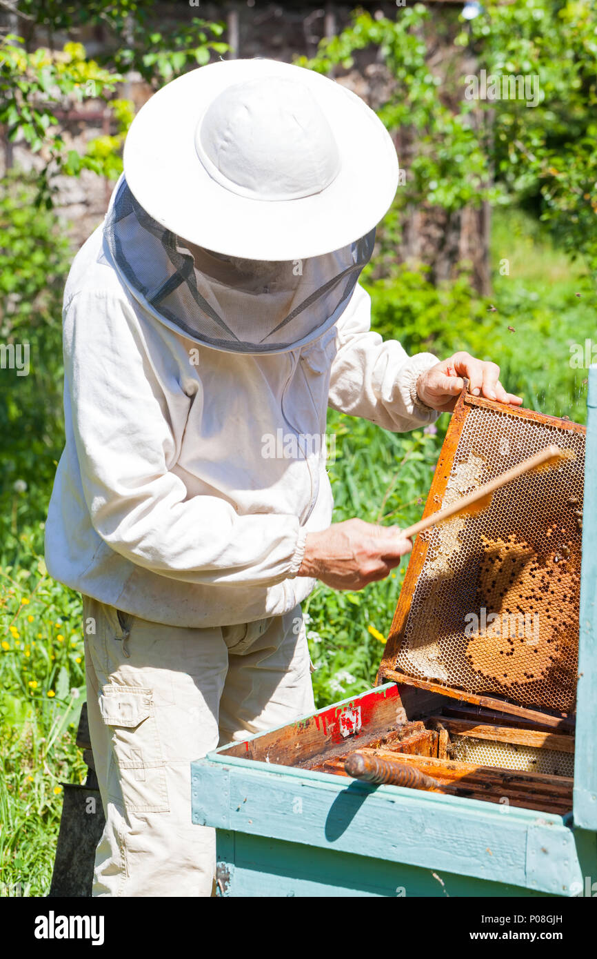 Beekeeper with protective mask holding honeycomb full of bees and honey ...