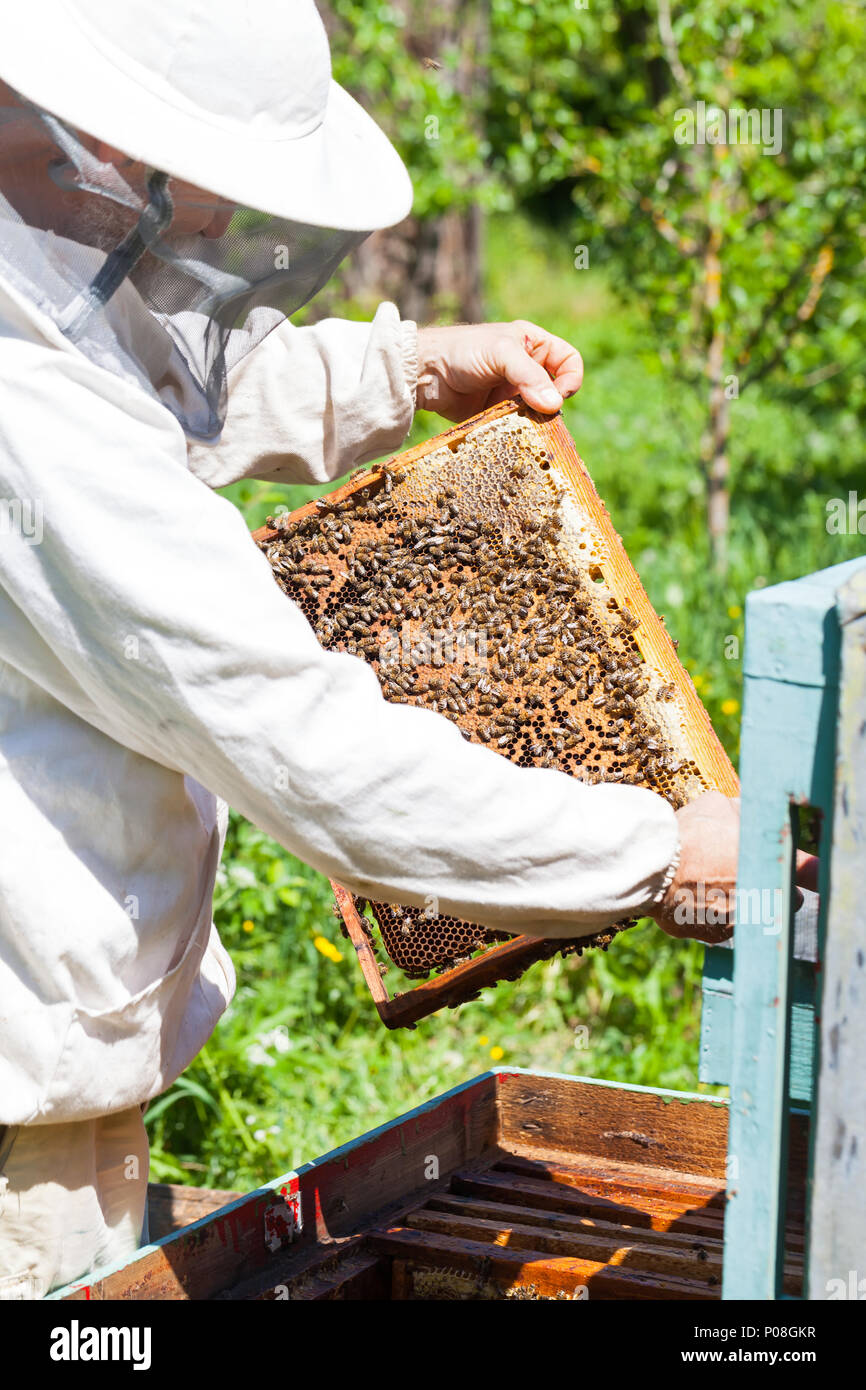 Beekeeper with protective mask holding honeycomb full of bees and honey ...