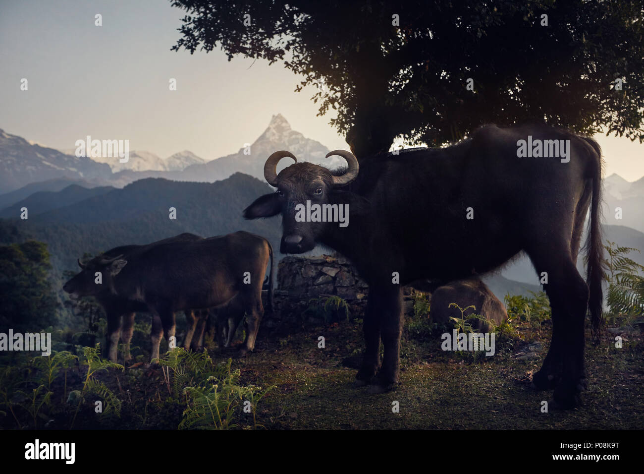 Nepal wildlife mountain hi-res stock photography and images - Alamy