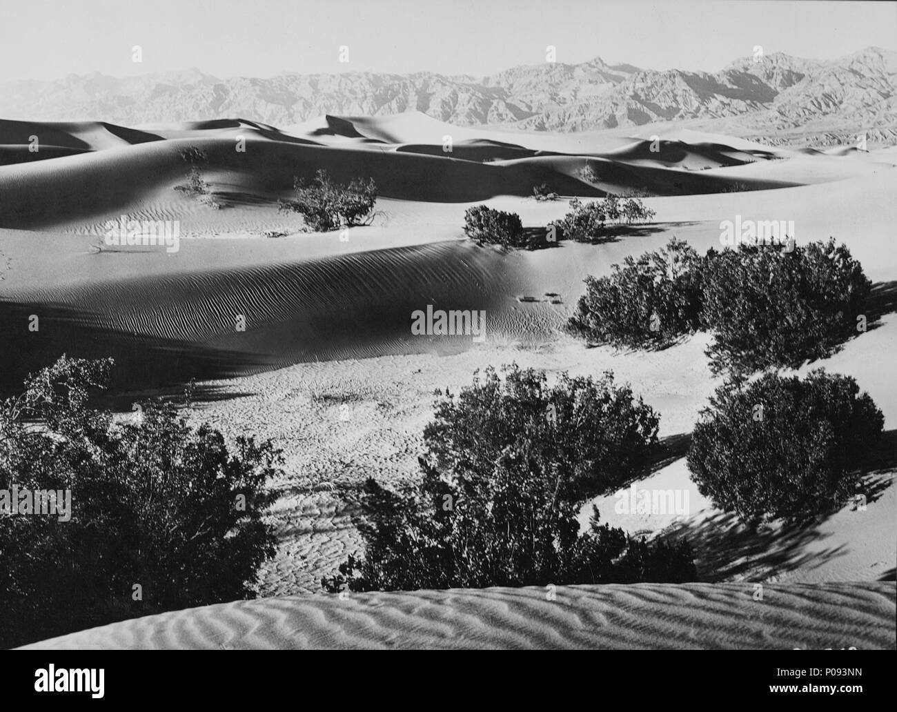 Original Film Title: THE LIVING DESERT. English Title: THE LIVING ...