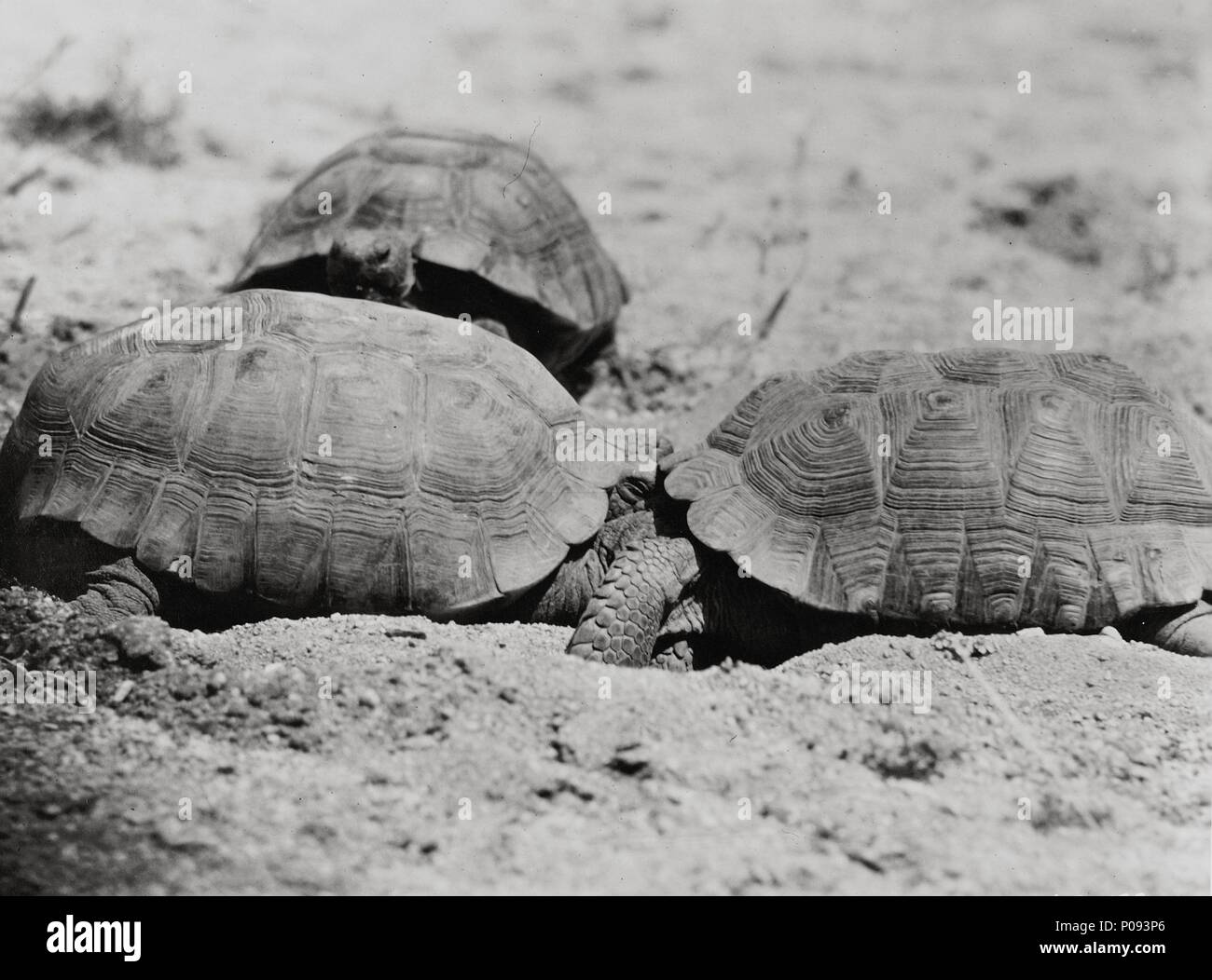 Original Film Title: THE LIVING DESERT. English Title: THE LIVING ...