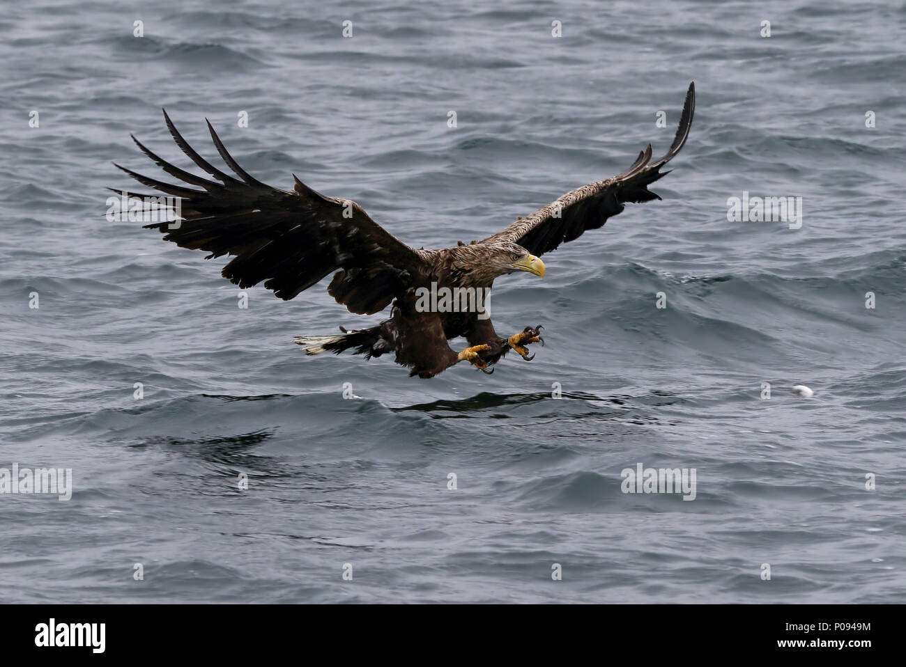 Eagle with talons outstretched hi-res stock photography and images - Alamy