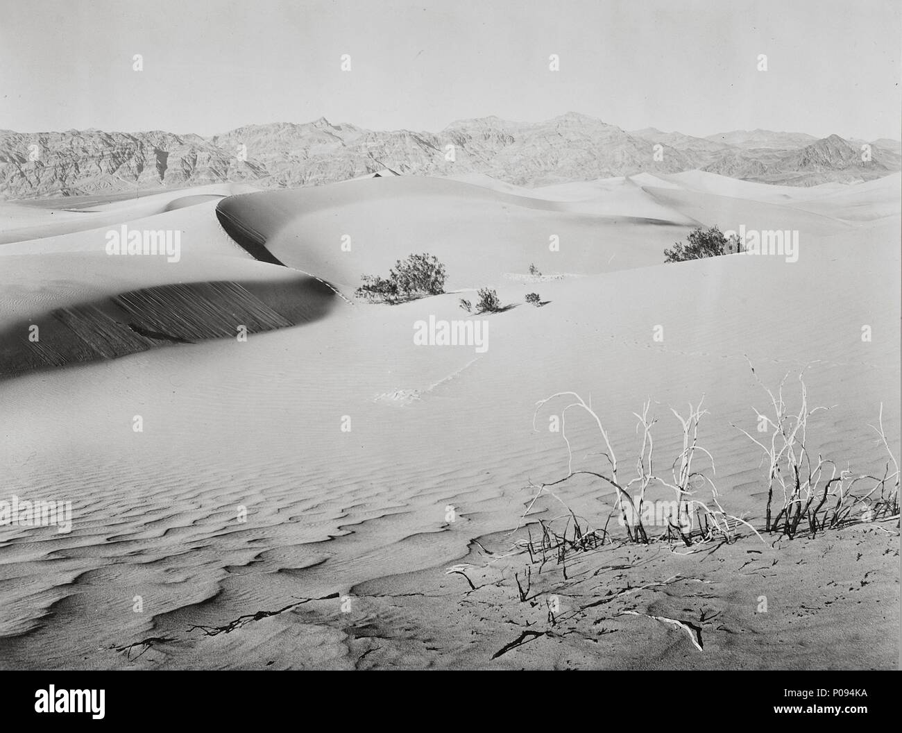 Original Film Title: THE LIVING DESERT. English Title: THE LIVING ...