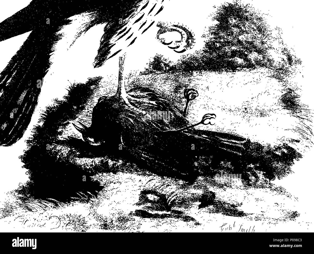 Natural coloring Black and White Stock Photos & Images - Alamy