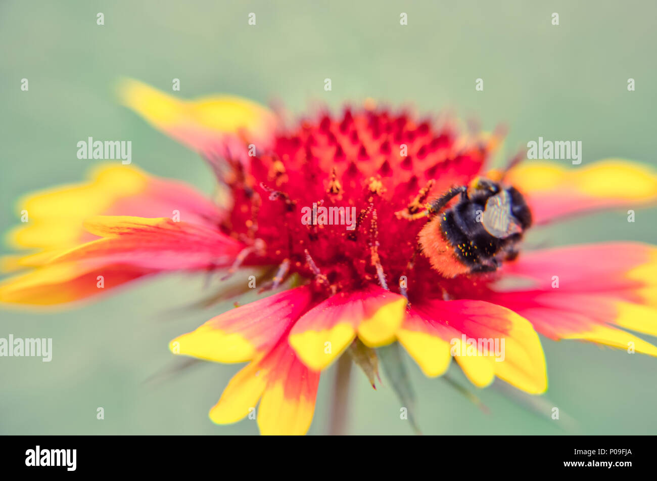 Bee on yellow and orange flower head Stock Photo - Alamy