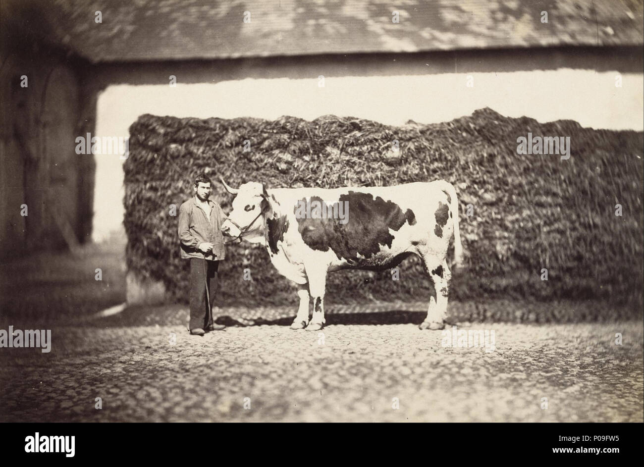 . English: [Prize Bull] . 1853/1857 268 Adolphe Braun - (Prize Bull ...