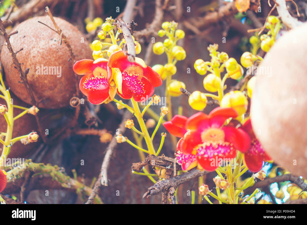 Botanical garden sal hi-res stock photography and images - Alamy